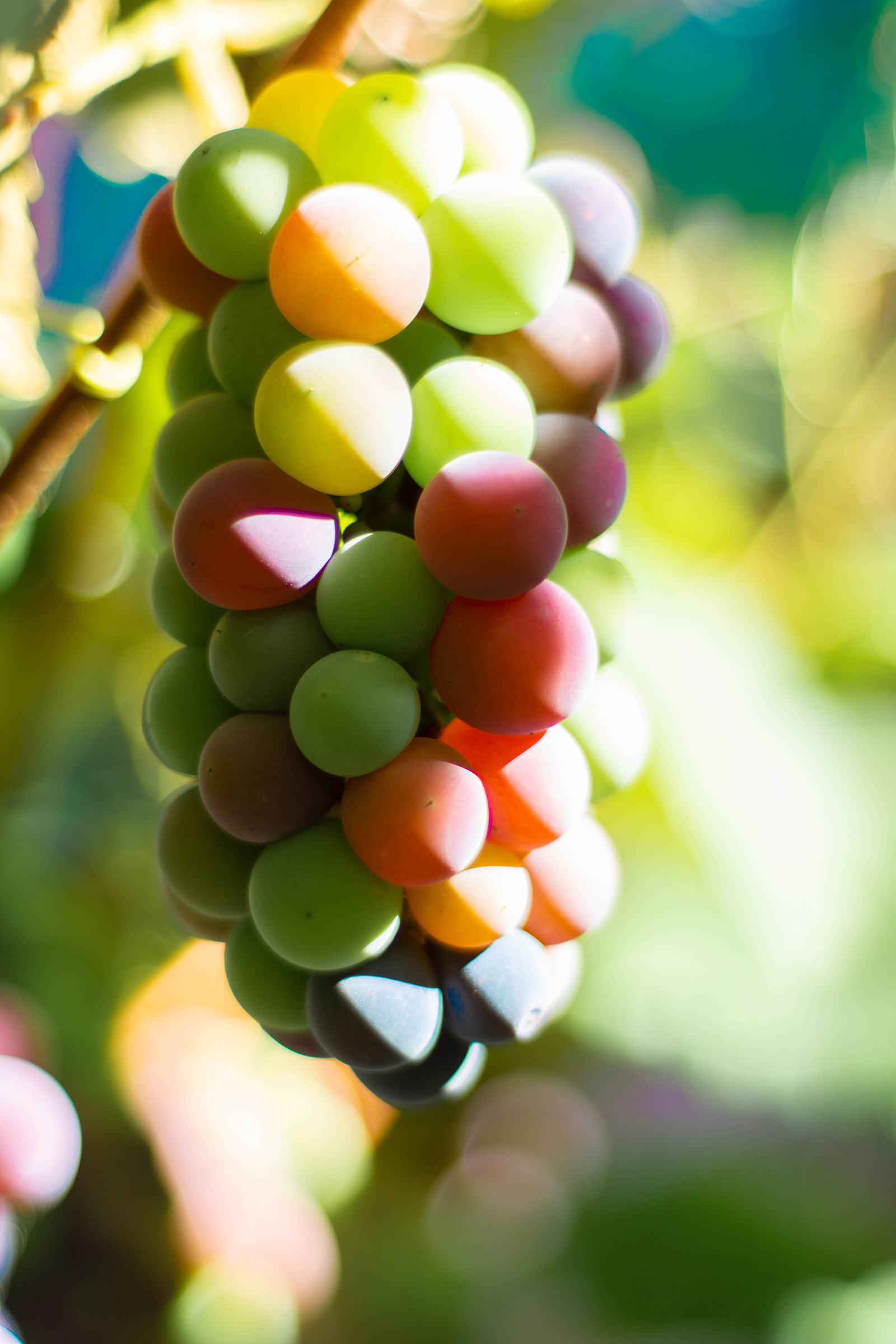 Moderate Wine Consumption and Health: Is the “J-Curve” Real? - Wine ...